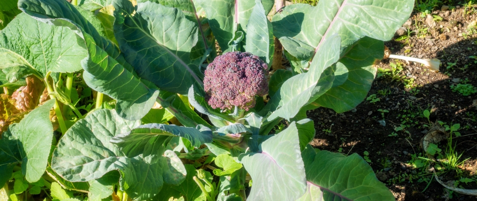 Avec les variétés de chou violet, colorez vos assiettes - Minizap Chambery